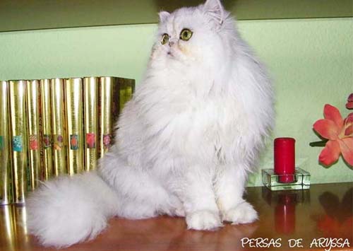 Gatos Persas, Chinchillas, Golden y Silver Shaded de aryssa